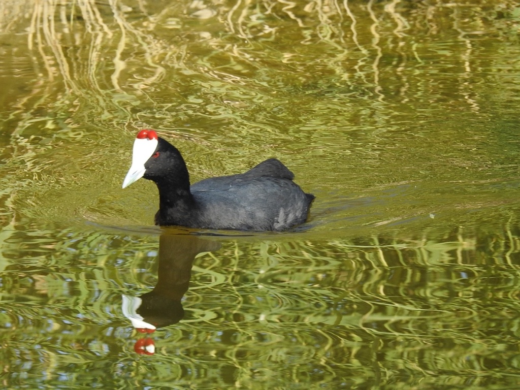 Red-knobbed Coot in October 2023 by Guillermo García-Saúco · iNaturalist