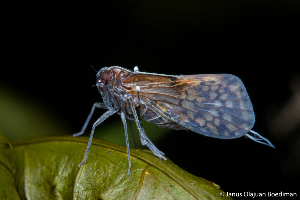 Bennini in February 2023 by Janus Olajuan Boediman · iNaturalist