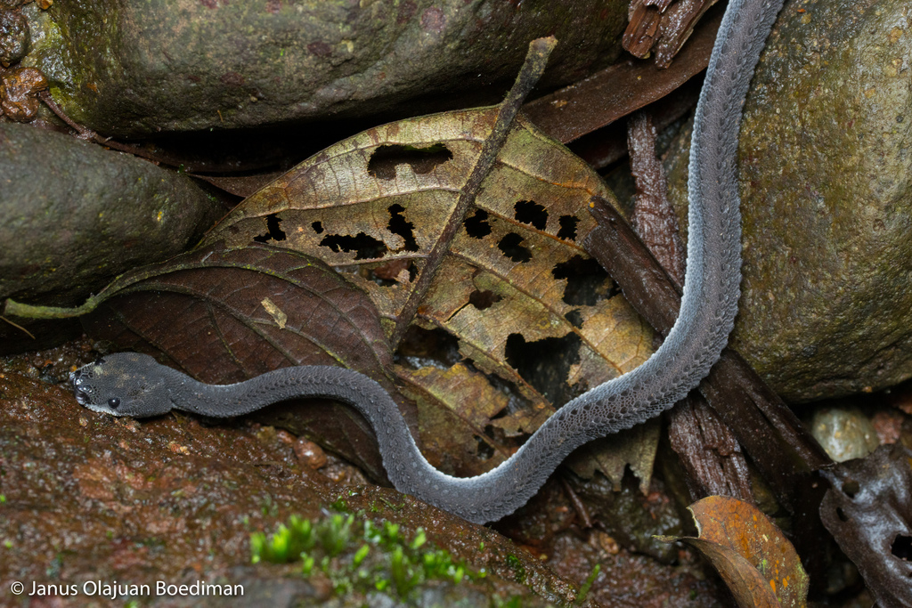 Javan Tubercle Snake in February 2023 by Janus Olajuan Boediman ...