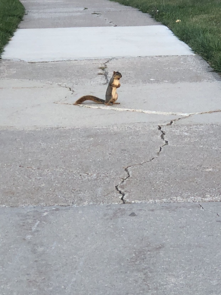 Fox Squirrel from Cornell College, Mount Vernon, IA, US on October 11 ...