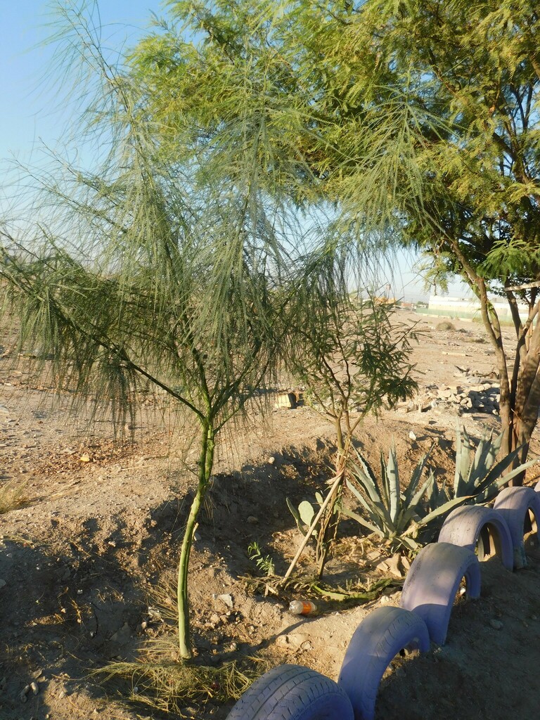 Mexican palo verde from Mexicali, B.C., México on October 11, 2023 at ...