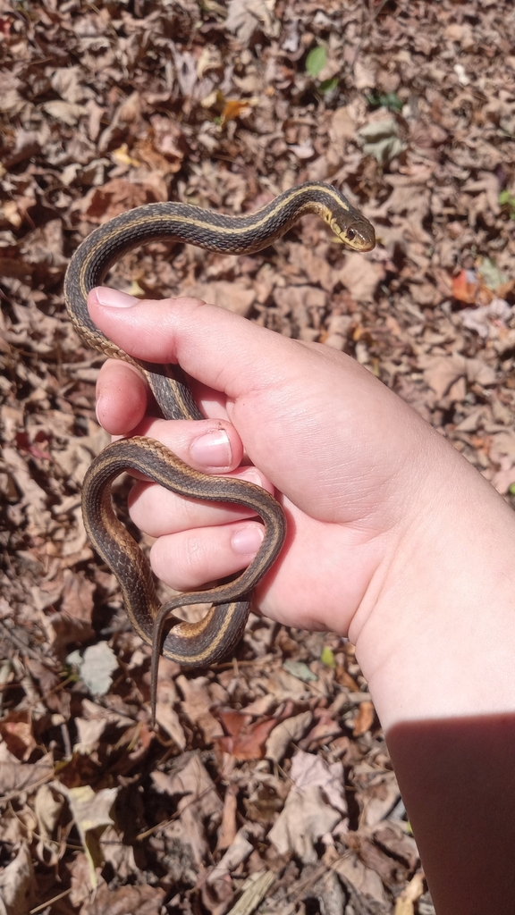 Common Garter Snake from Frostburg, MD 21532, USA on October 12, 2023 ...