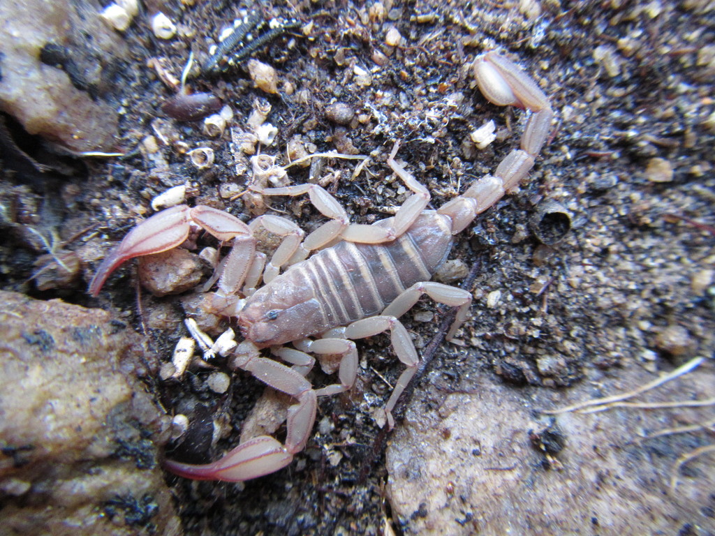 Kovarikia williamsi (California Scorpions) · iNaturalist