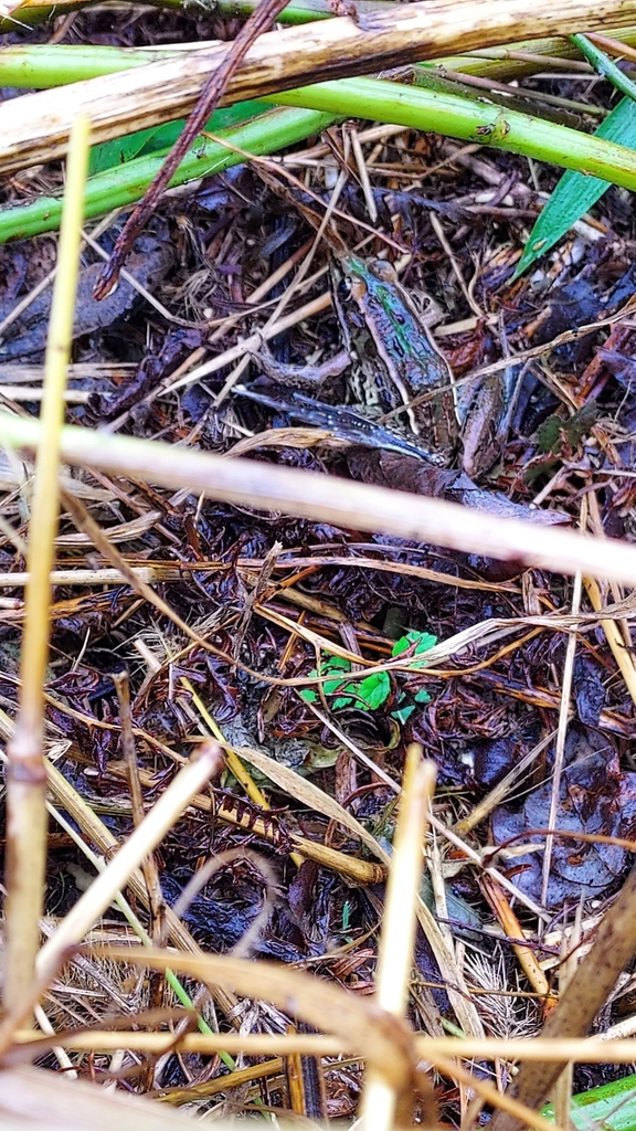 Southern Leopard Frog from North Carolina, US on October 12, 2023 at 11 ...