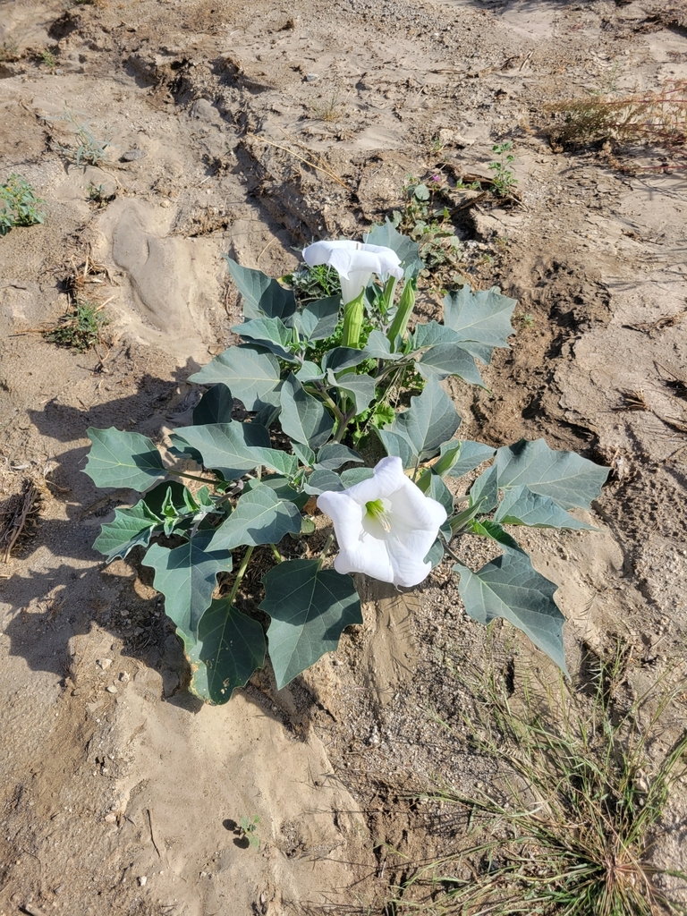 Sacred Datura from Santa Rosa Wildlife Area, Riverside County, US-CA ...