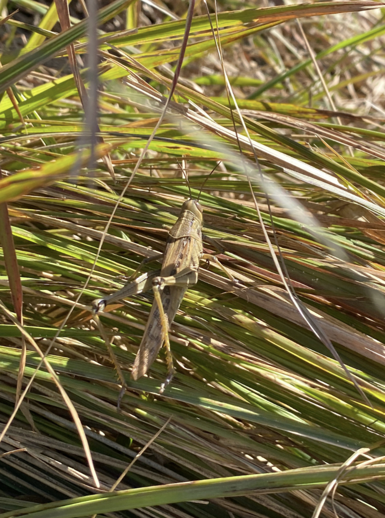 Confusing Spur-throated Locust from Sydney NSW, Australia on September ...