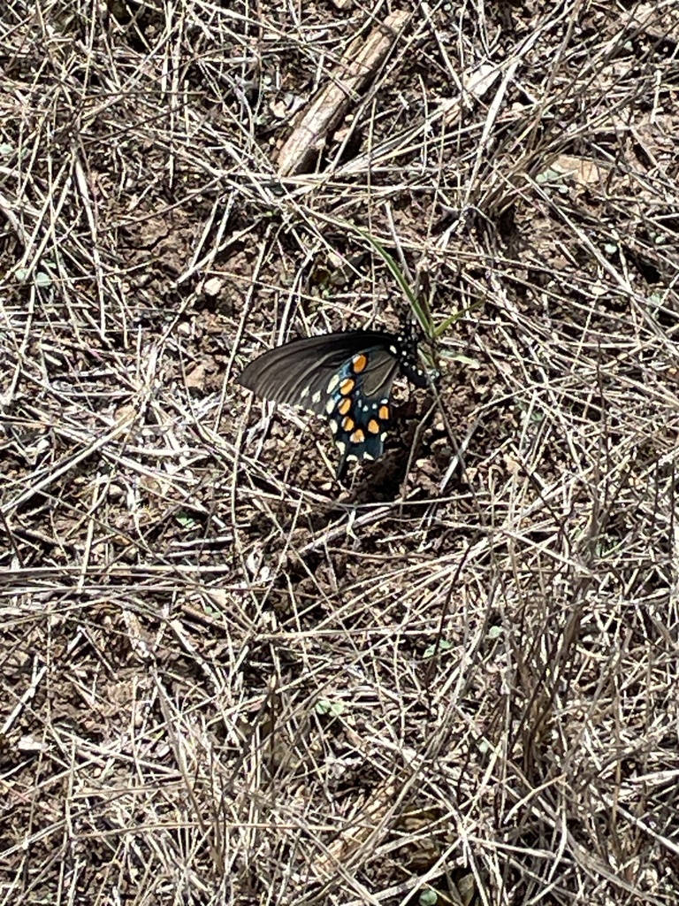 Pipevine Swallowtail from Natural Bridge Caverns Rd, San Antonio, TX ...