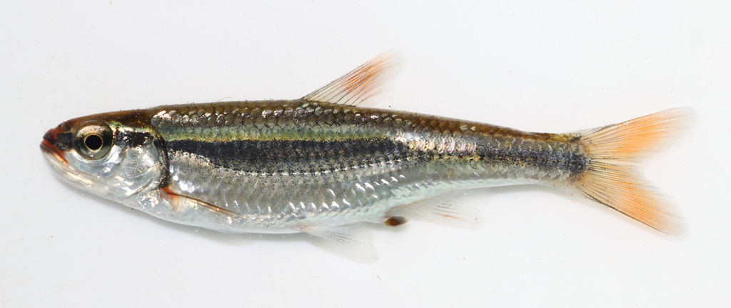 Bleeding Shiner from Valley Park, MO, USA on October 12, 2023 at 04:12 ...