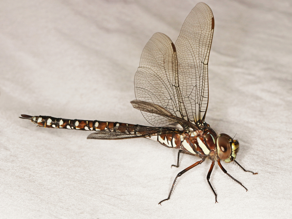 Sedge Darner from Cochrane District, ON on June 18, 2023 at 11:59 PM by ...