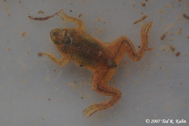 Pipa parva from Vicinity of El Cruce, Estado Zulia, VE on July 11, 2007 ...