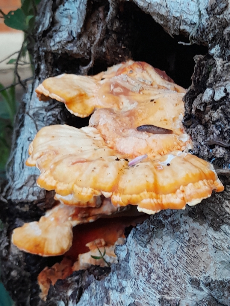 Laetiporus from Campus Reitor João David Ferreira Lima s/n - Carvoeira ...