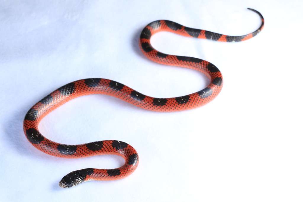 Tobago false coral snake in October 2023 by Zak · iNaturalist