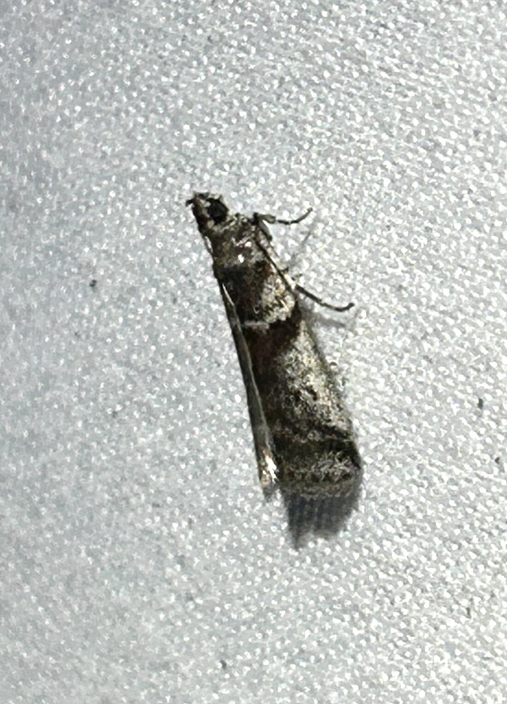 Scale-feeding Snout from Chesire Pl, Hendersonville, TN, US on October ...