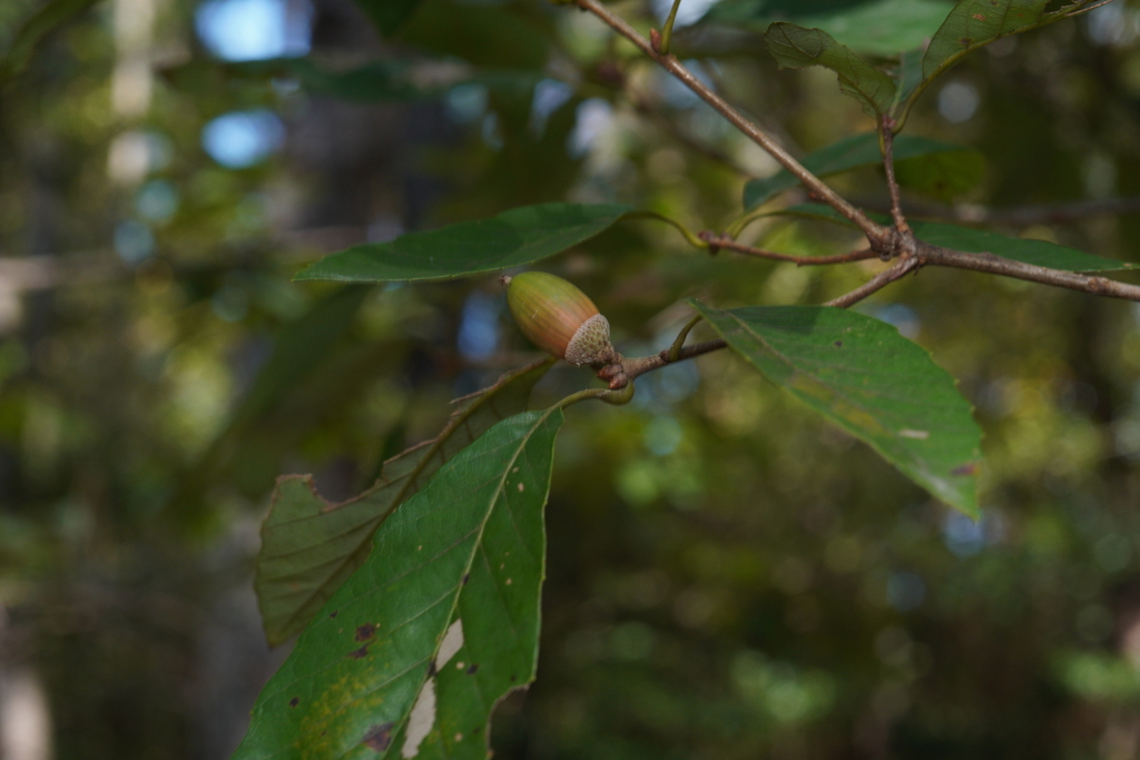 konara oak from 南韓釜山海雲臺區 on October 10, 2023 at 12:19 PM by 陳鴻文 ...