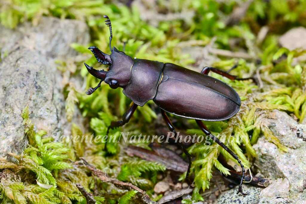 Prismognathus davidis in October 2023 by 石柒 · iNaturalist