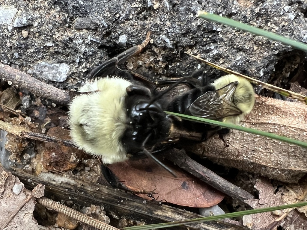 Common Eastern Bumble Bee from North Northwest Pensacola, Pensacola, FL ...