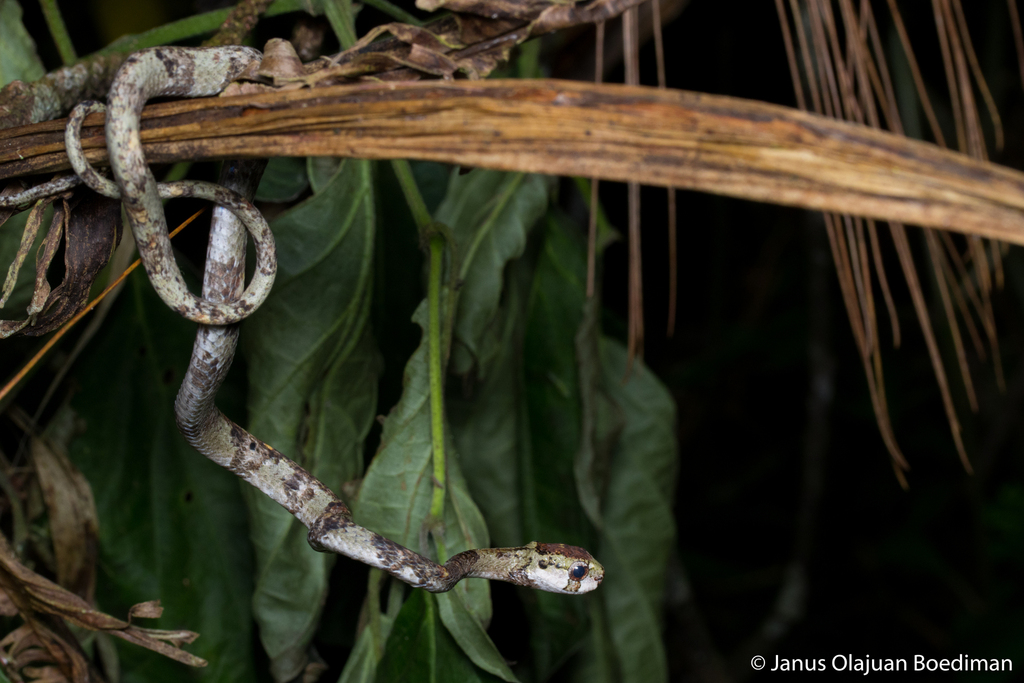 Blunthead Slug Snake in January 2023 by Janus Olajuan Boediman ...
