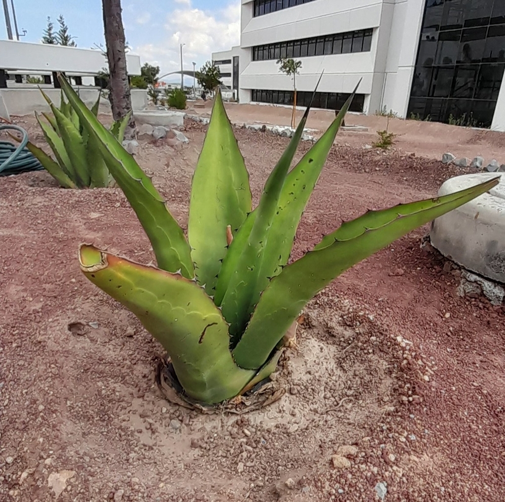 century plants from 42110 Hgo., México on October 2, 2023 at 12:48 PM ...