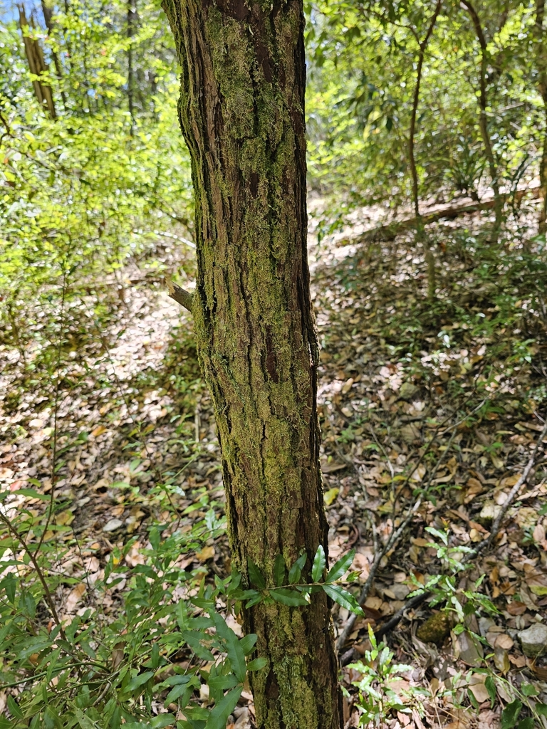 scrub turpentine from Ballina, AU-NS, AU on October 12, 2023 at 12:25 ...