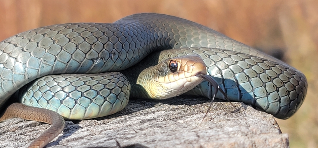 Blue Racer from McClellan Township, IN, USA on October 12, 2023 at 03: ...
