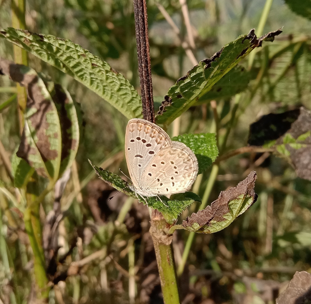 Zizeeriina from Sindhwal Gaon, Uttarakhand 248143, India on October 13 ...