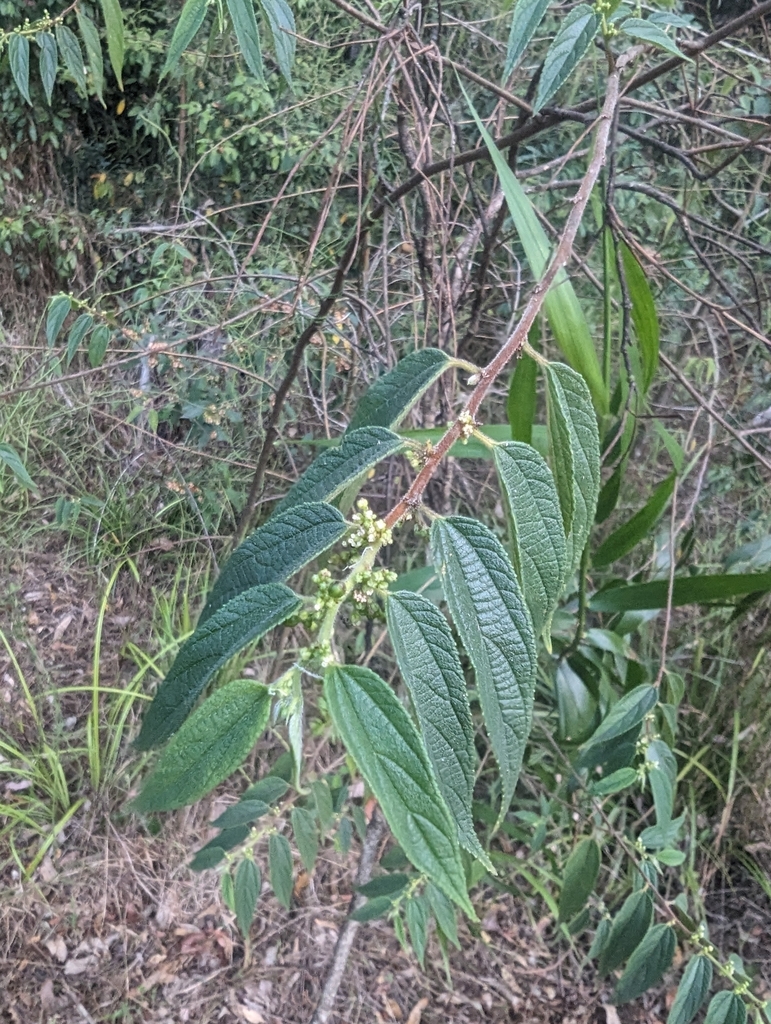 Nettle Tree from Woombye QLD 4559, Australia on October 13, 2023 at 04: ...