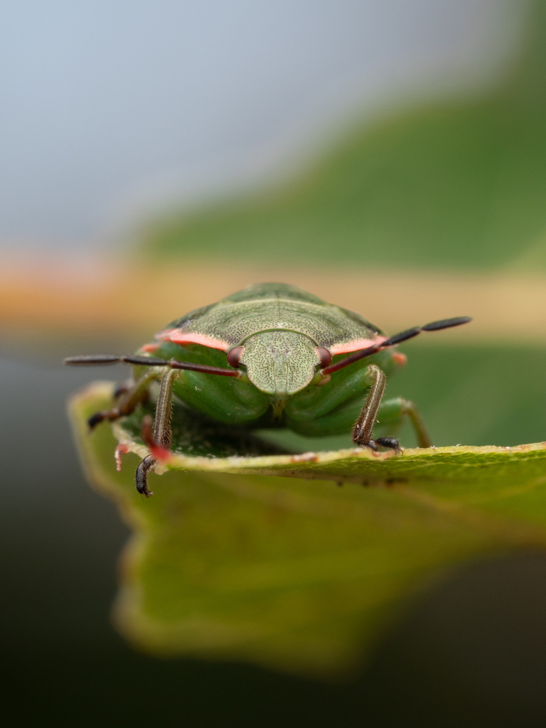 Chlorochroa persimilis from Lake County, IL, USA on October 2, 2023 at ...