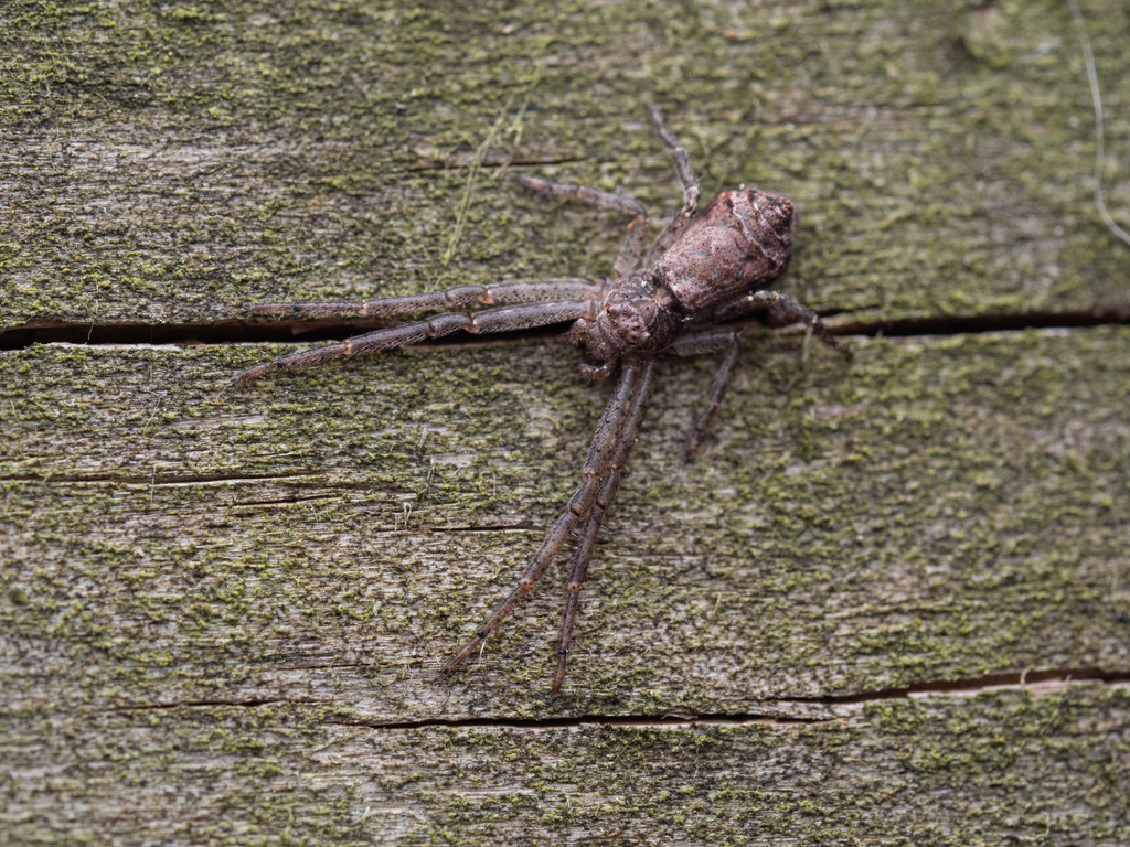 Tuberculated Crab Spider from Delafield, WI, USA on October 5, 2023 at ...