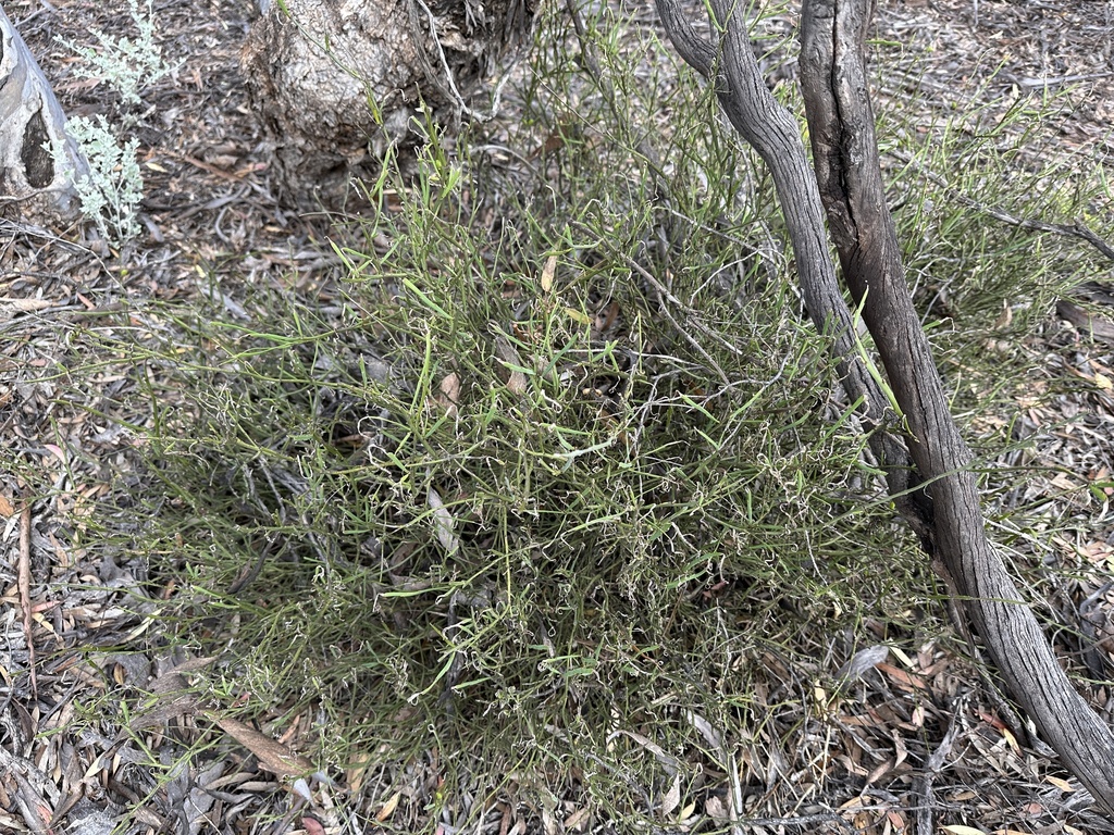 Bossiaea walkeri in October 2023 by pteridium · iNaturalist