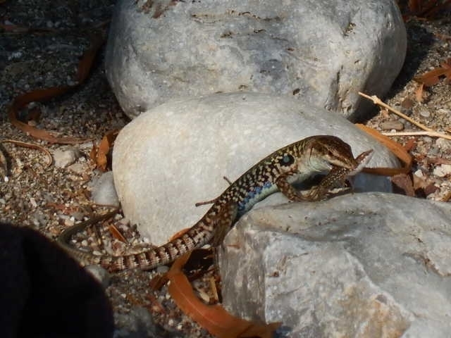 Italian Wall Lizard from Camerota SA, Italia on July 25, 2022 at 09:08 ...