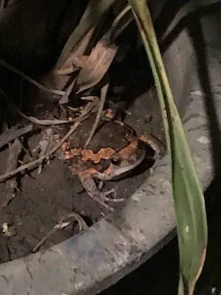 Asian Painted Frog from 臺灣島, 萬丹鄉, PIF, TW on October 12, 2023 at 08:53 ...