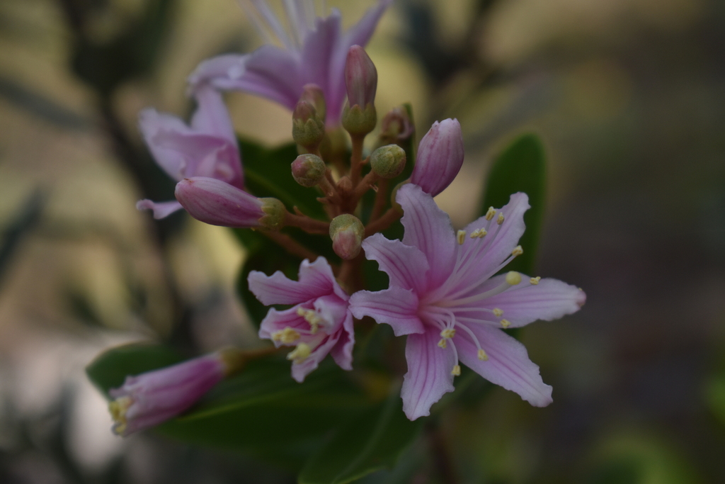 Bejaria aestuans from Neiva, Huila, Colombia on September 26, 2023 at ...