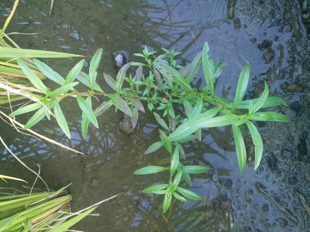 monarch redstem from 335台灣桃園市大溪區 on October 13, 2023 at 04:48 PM by ...