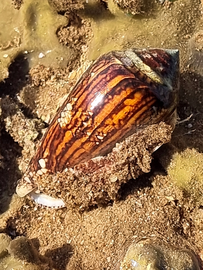Queen Victoria Cone from Port Hedland, WA, Australia on October 13 ...