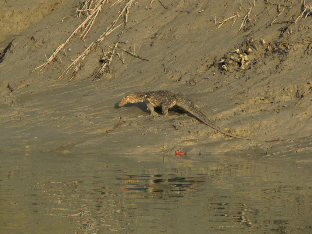 Southeast Asian Water Monitor from Sundarbans on October 20, 2010 at 04 ...