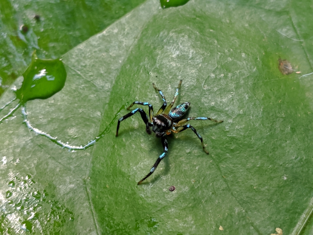 Metallic blue jumper from มวกเหล็กใน สระบุรี 18180 ประเทศไทย on October ...