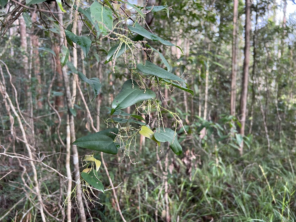 Common Yam Vine from Tewantin National Park, Pomona, QLD, AU on September 10, 2022 at 07:50 AM ...