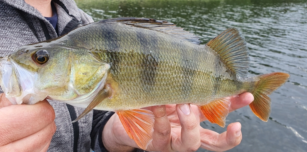 European Perch from Ingetorpssjön on May 28, 2022 at 07:14 PM by ...