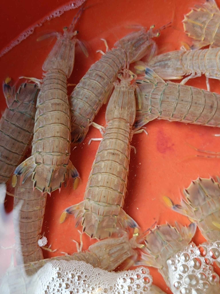 Shako Mantis Shrimp from Fujian, CN on October 13, 2023 at 04:20 PM by ...