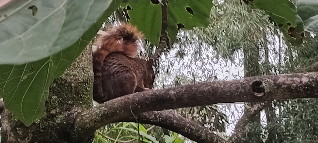 Red-tailed Squirrel from Carrera 12 # 69-158, Balcones del Bosque ...