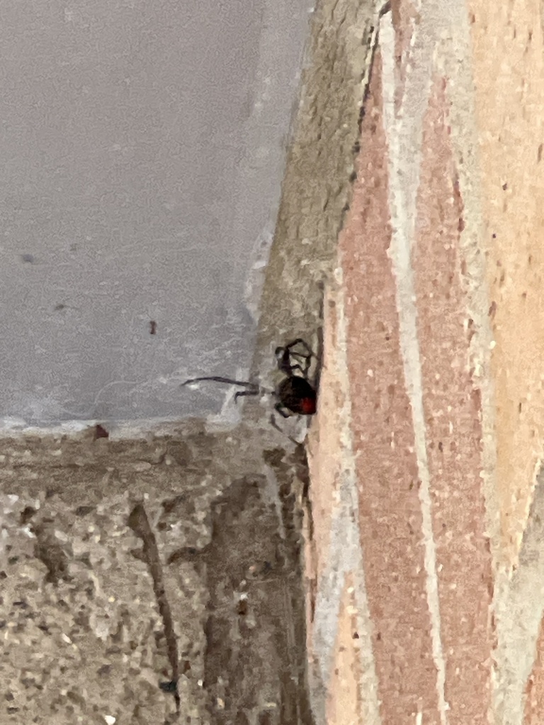 Southern Black Widow from Forest Rd, Cincinnati, OH, US on October 13 ...
