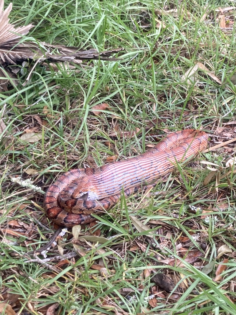 Corn Snake from Saint Simons Island, Saint Simons Island, GA, US on ...