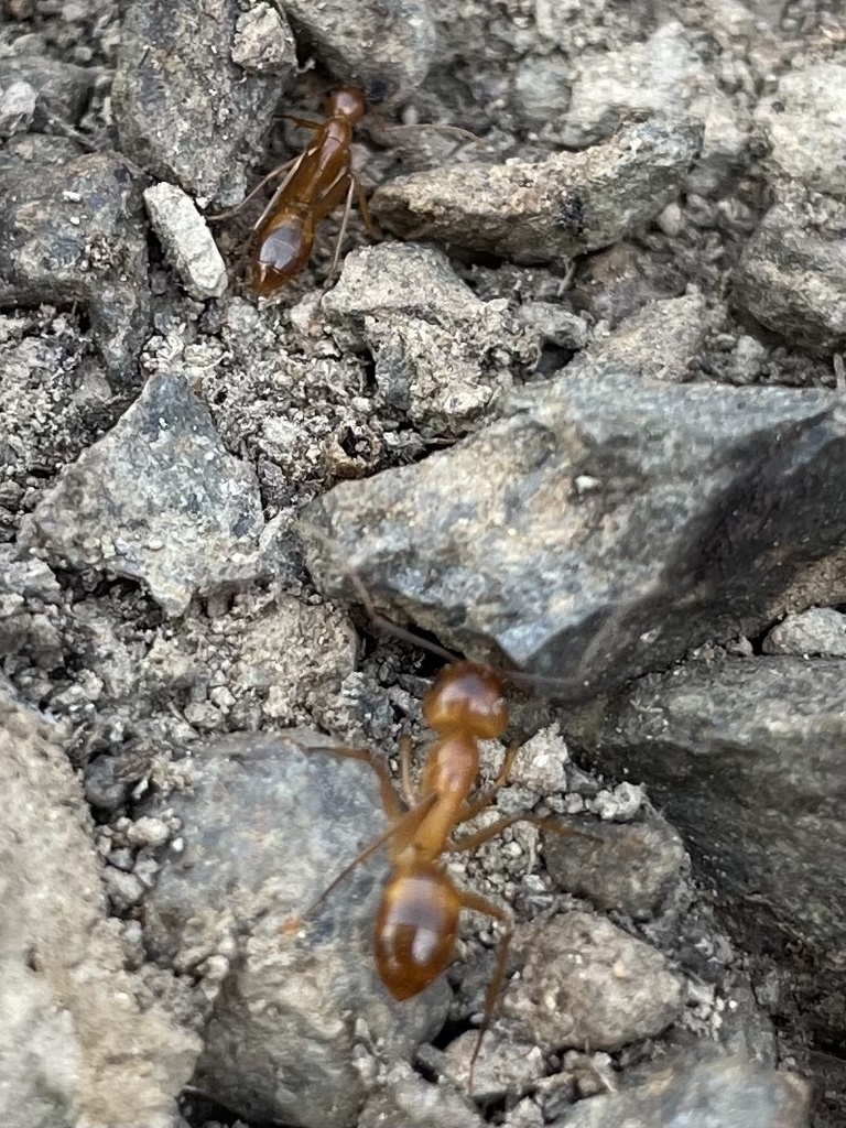 Camponotus fragilis from Prolongación Avenida Ruiz, Ensenada, B.C., MX ...