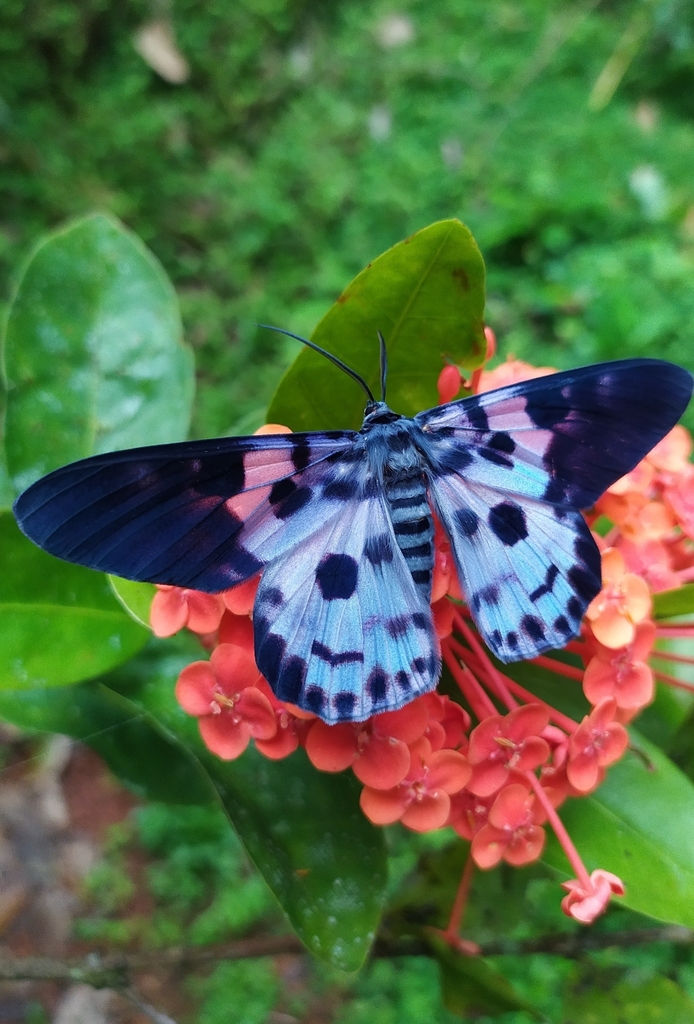 Blue Tiger Moth from X9MX+PQ8, Parassinikadavu, Kerala 670563, India by ...