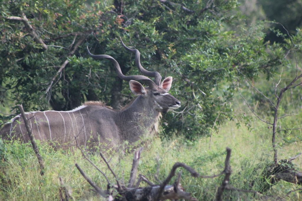 Southern Greater Kudu from South Africa on March 12, 2019 at 02:31 AM ...