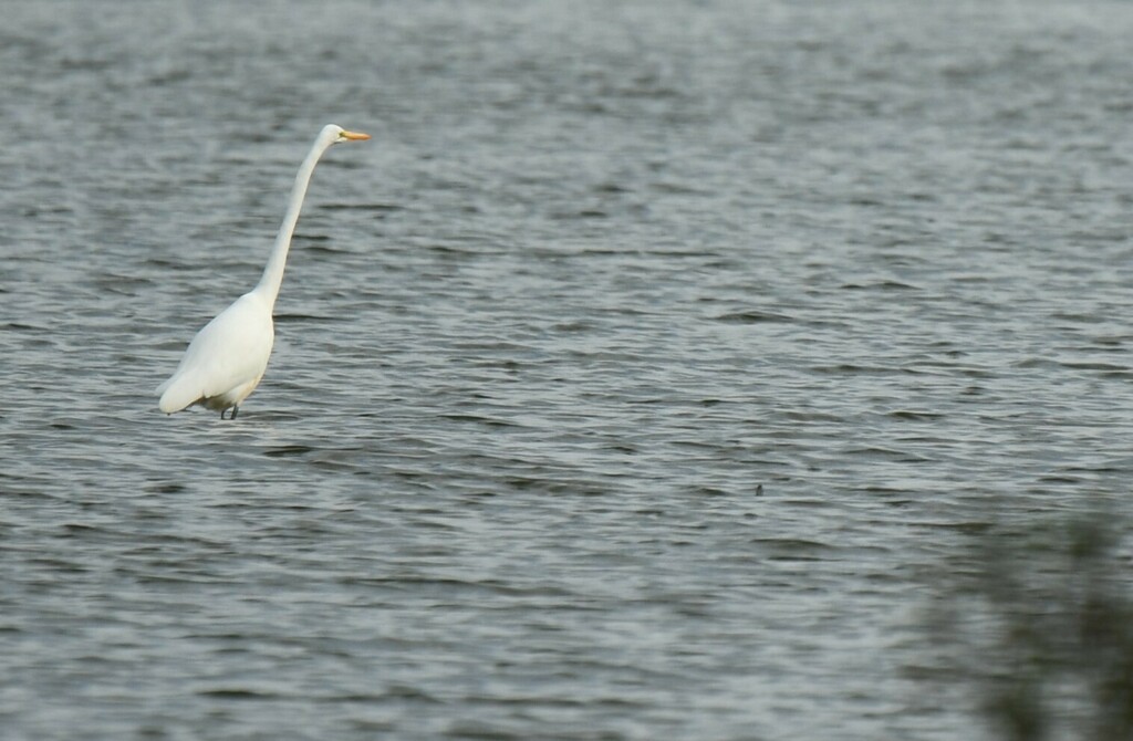 Great Egret from Dale Walborn Reservoir, Ohio 44601, USA on October 13 ...