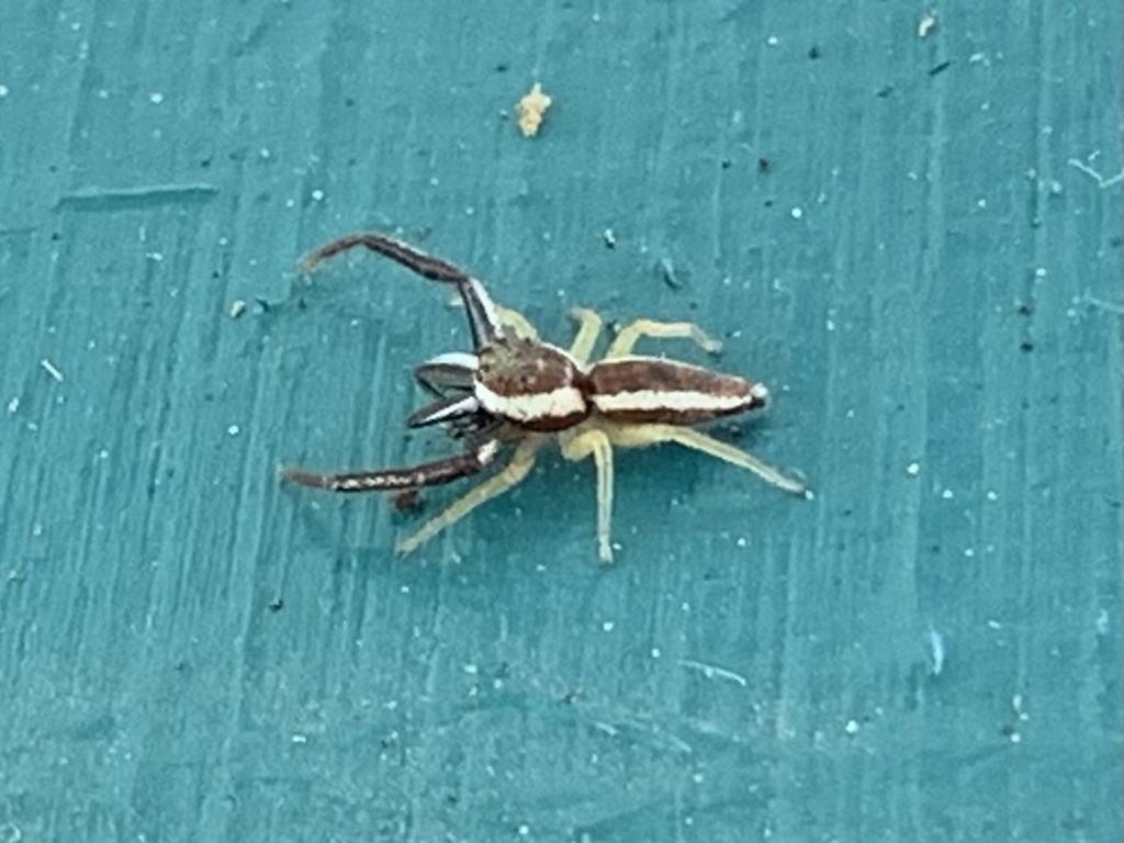 Common Hentz Jumping Spider from Louisiana Tech University, Ruston, LA ...