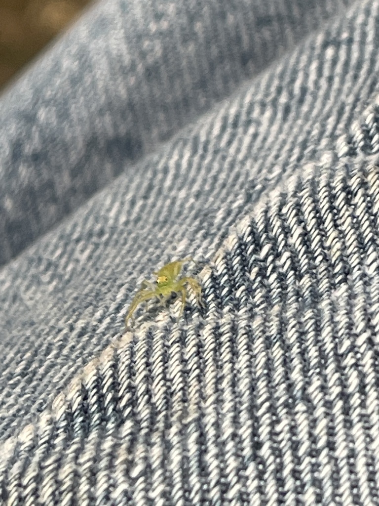 Magnolia Green Jumping Spider from Garden Dr, Auburn, AL, US on October ...