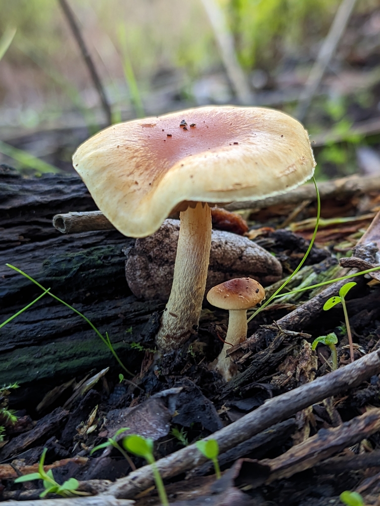 Pholiota multicingulata from San Antonio, Valparaíso, Chile on June 12 ...