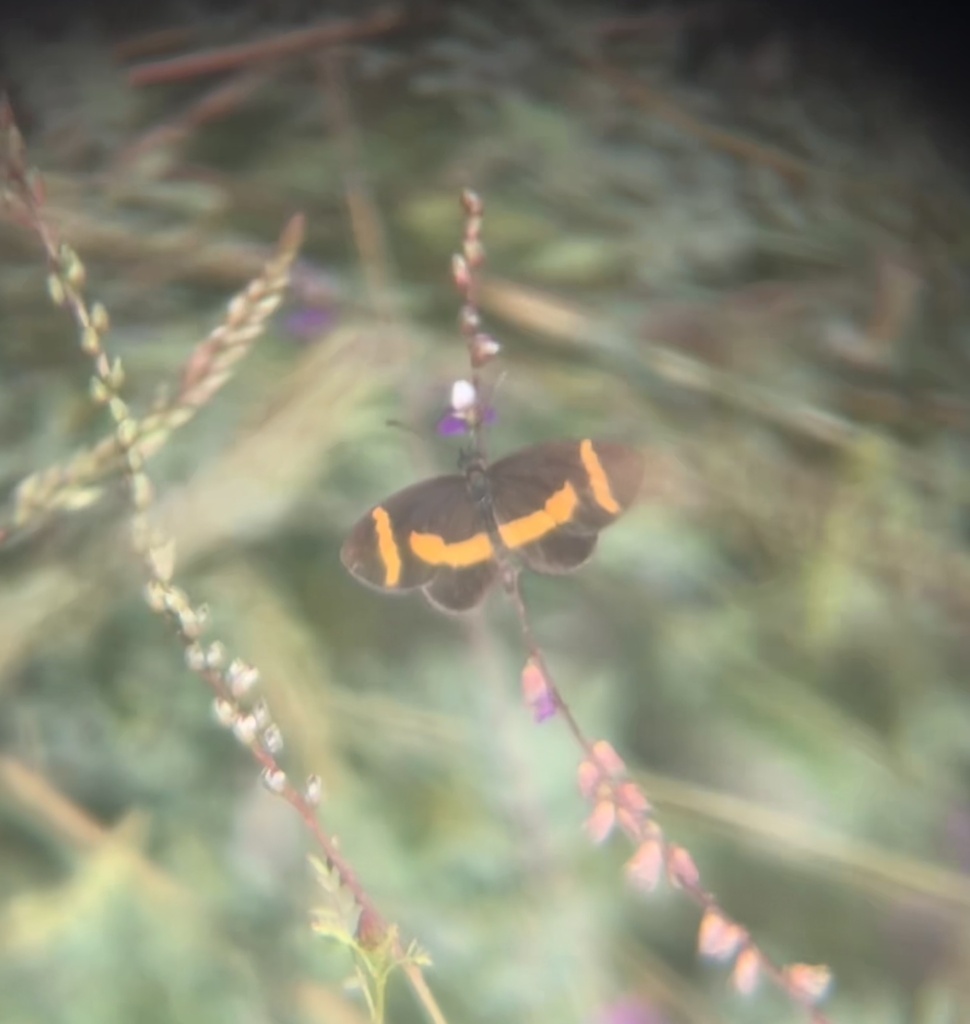 Elf Butterfly from Zapotiltic, Jal., MX on October 12, 2023 at 09:16 AM ...